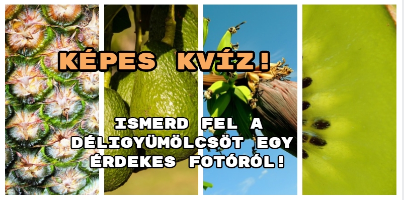 Képes kvíz! Ismerd fel a déligyümölcsöt egy érdekes fotóról!