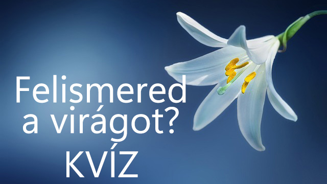 Ritka virágok! Fogadunk, hogy még te sem ismered fel az összeset! KVÍZ ...