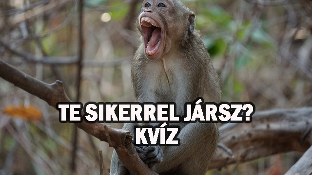 Lefogadjuk, ebben a kvízben már a 3. kérdés után elveszted a fonalat! Vagy te sikerrel jársz ...