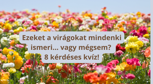 Ezeket a virágokat mindenki ismeri… vagy mégsem? 8 kérdéses kvíz ... Ezeket a virágokat mindenki ismeri… vagy mégsem? 8 kérdéses kvíz ...
